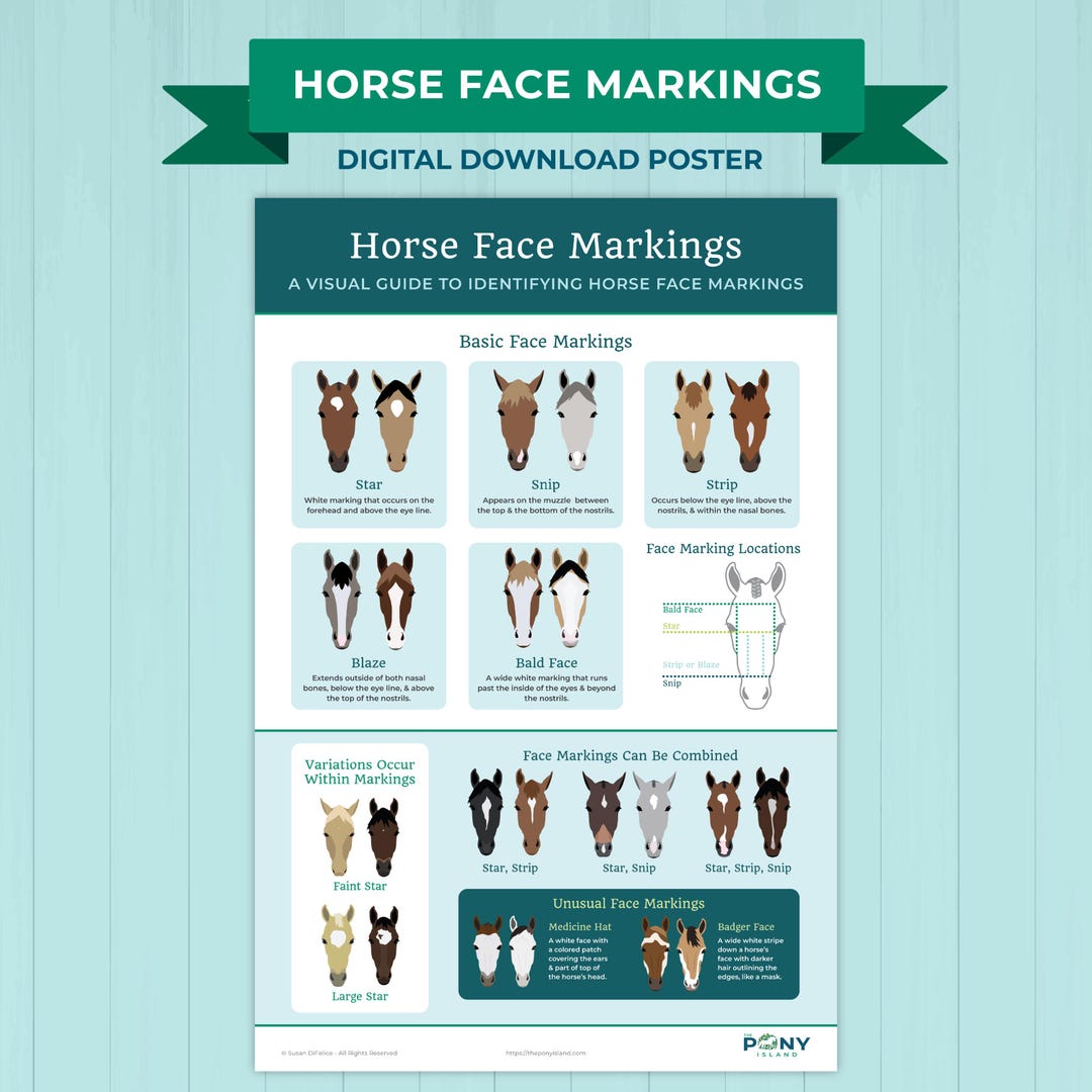 Horse Face Markings – Educational Digital Poster (multiple Sizes) - Etsy