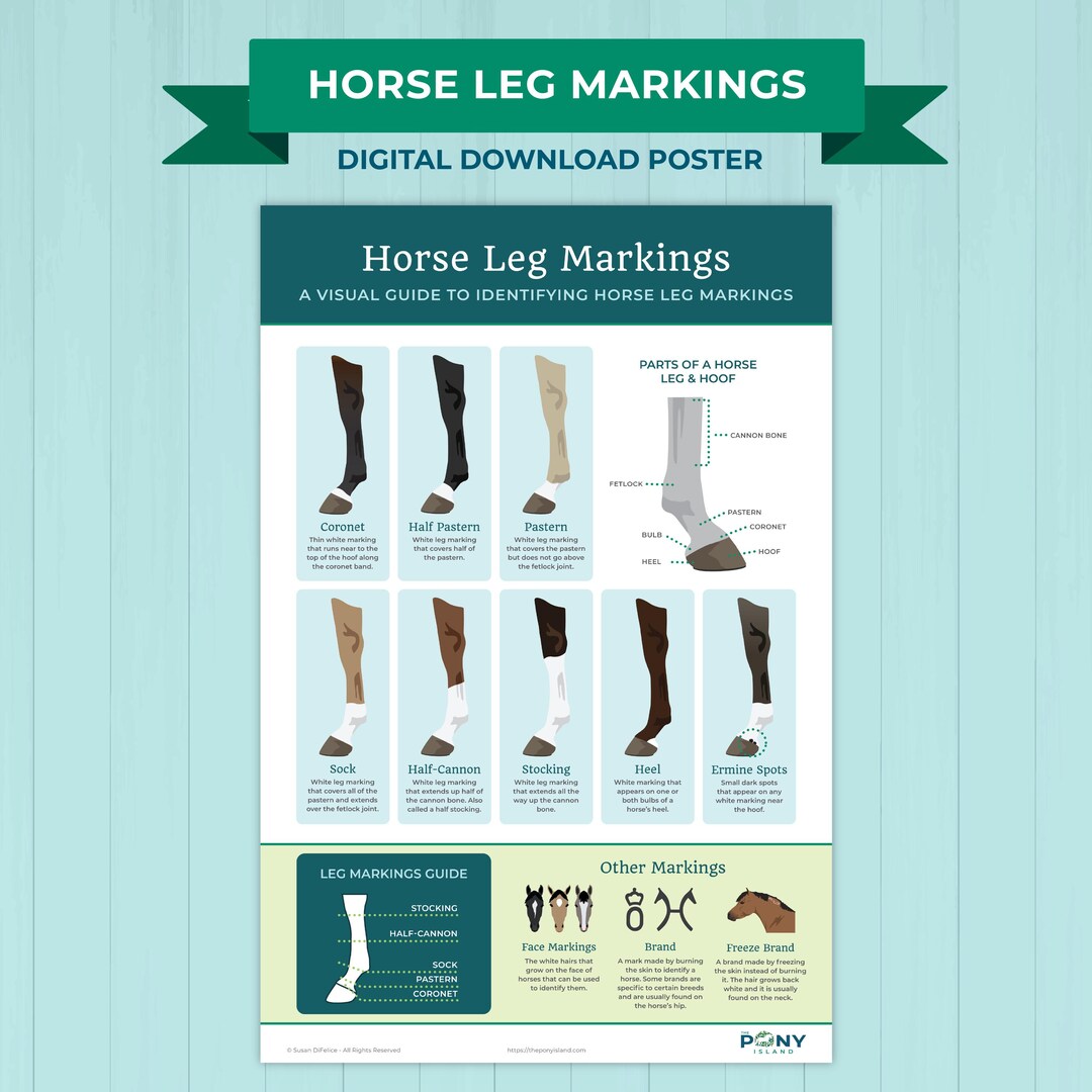 Horse Leg Markings – Educational Digital Poster (multiple Sizes) - Etsy