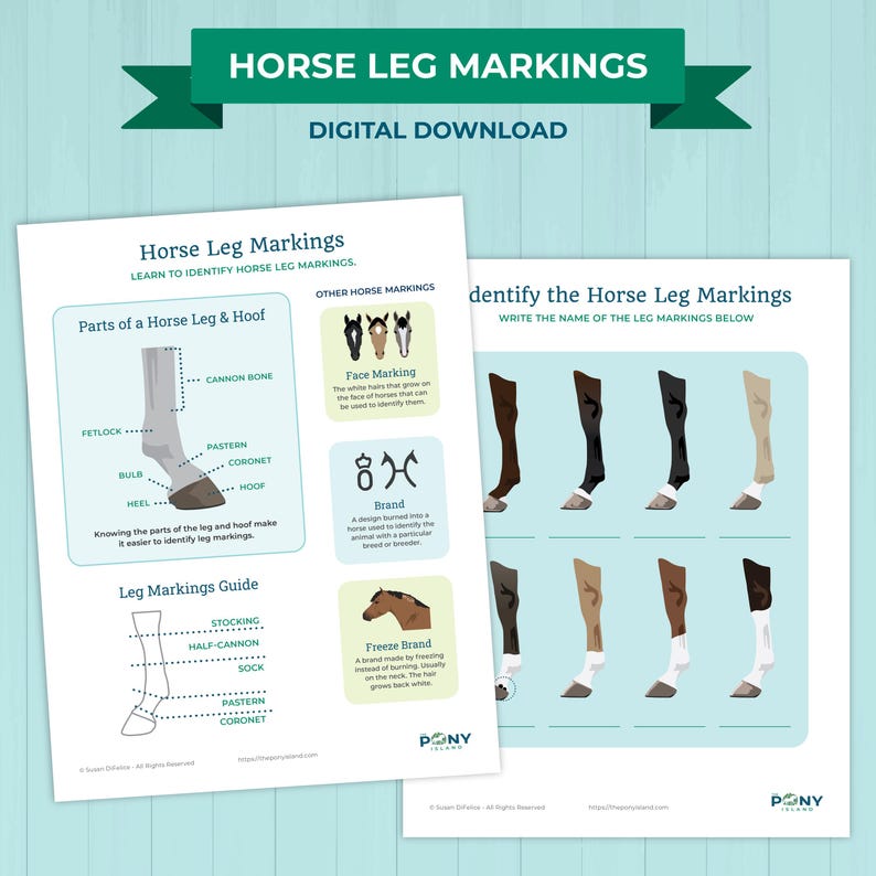 Horse Leg Markings Printable: Kids Equestrian Activity (PDF) - Etsy