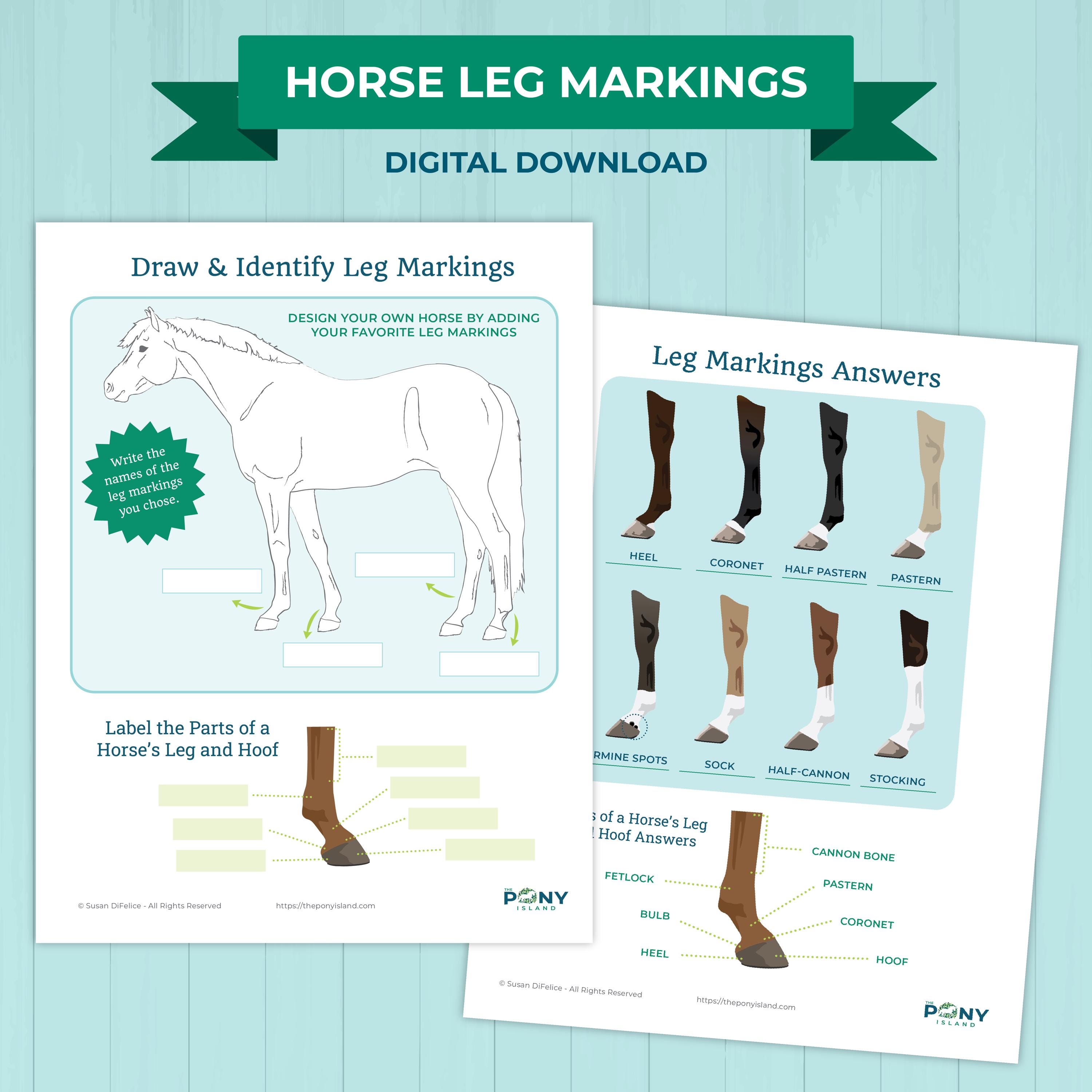 Horse Leg Markings Printable: Kids Equestrian Activity (PDF) - Etsy
