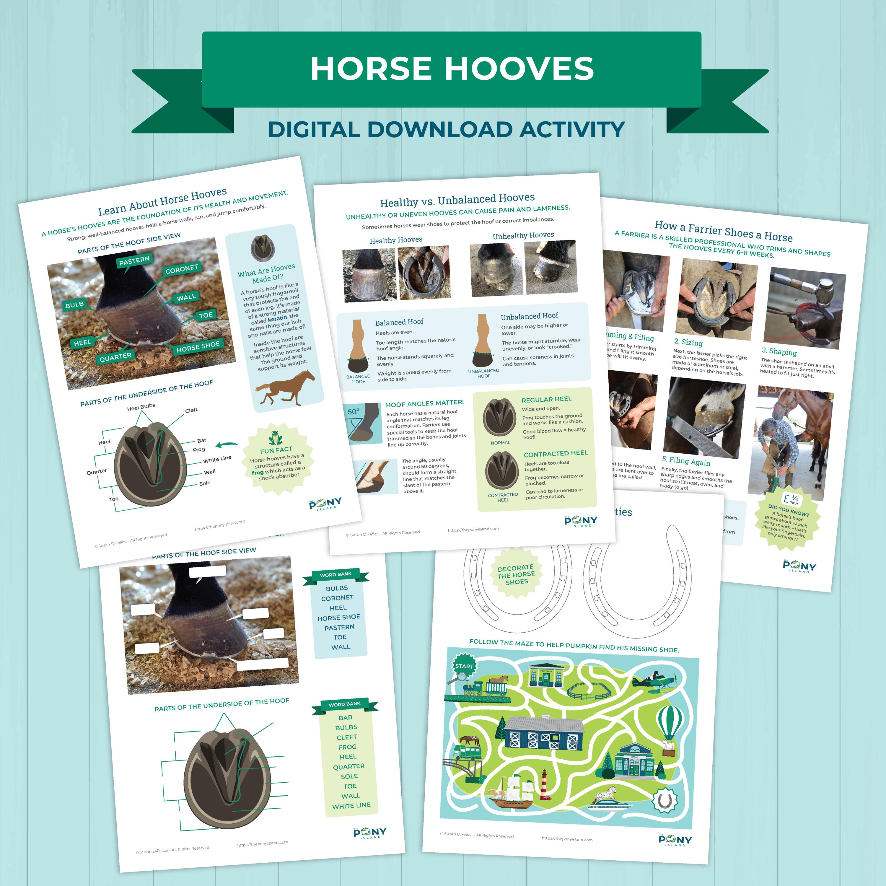 Fundamentals of the Horse Bundle– Printable Learning Pack for Young ...