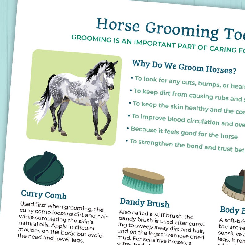 Horse Grooming Tools Activity PDF Download - Etsy