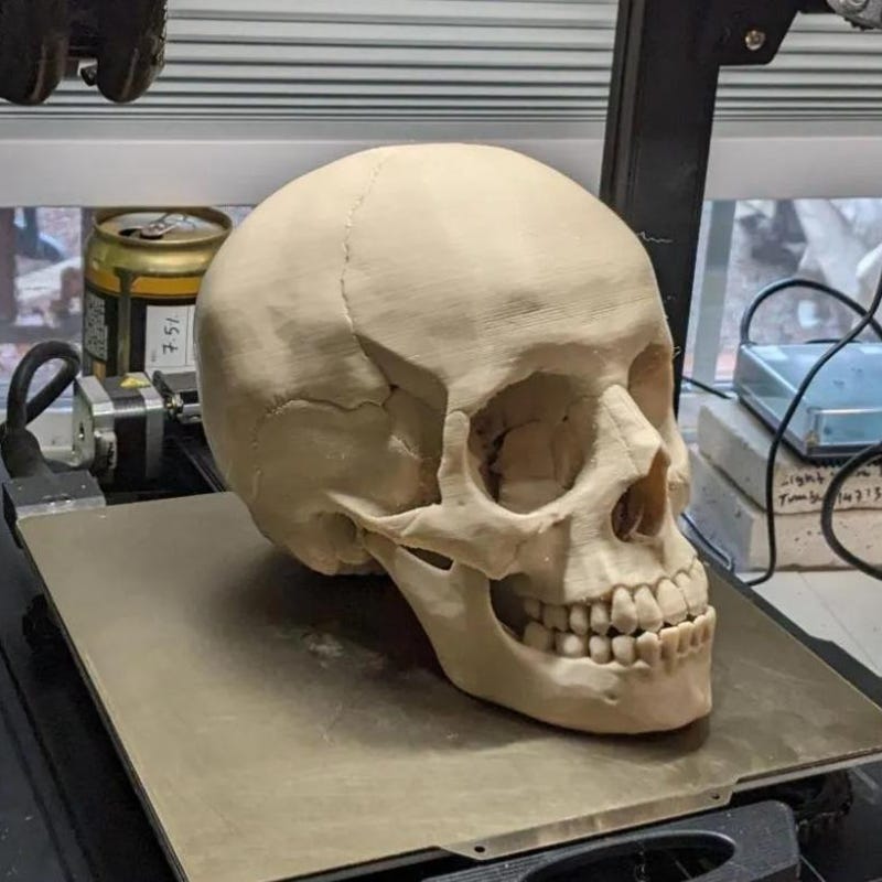 Human Skull - Etsy