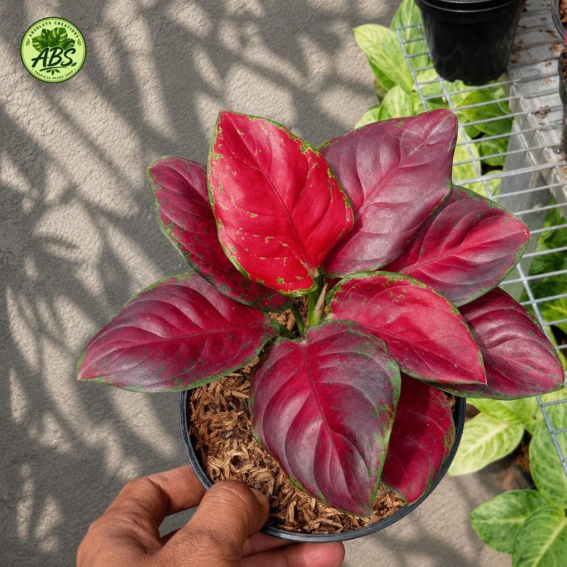 Aglaonema Black Maroon Rare Ornamental Plant - Etsy