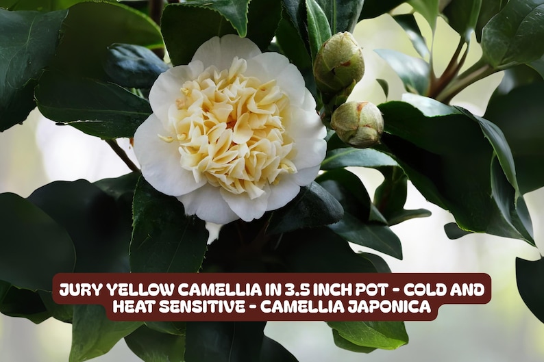 Jury Yellow Camellia in 3.5 Inch Pot - Cold and Heat Sensitive ...