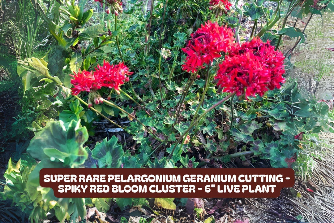 Super Rare Pelargonium Geranium Cutting - Spiky Red Bloom Cluster - 6 ...