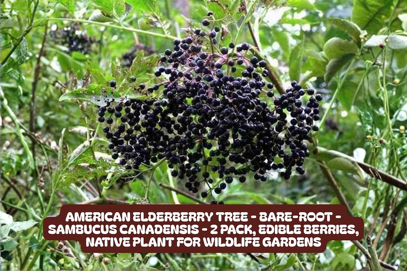 American Elderberry Tree (2-pack) – Bare-root, Edible Berries - Etsy