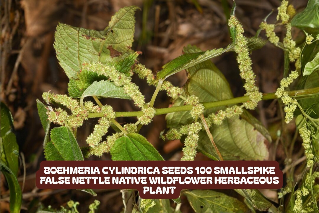 Boehmeria Cylindrica Seeds 100 Pack Smallspike False Nettle Native ...