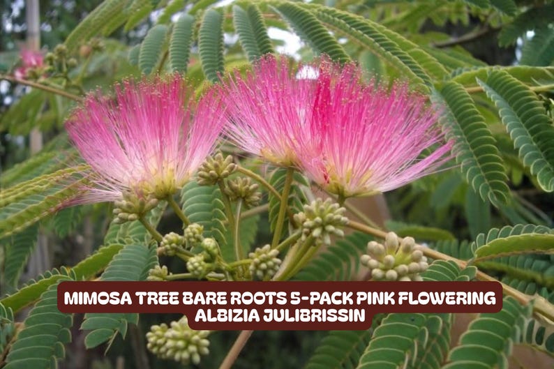 Mimosa Tree Bare Roots 5-pack Pink Flowering Albizia Julibrissin - Etsy