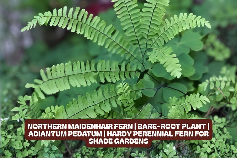 Northern Maidenhair Fern | Bare-root Plant | Adiantum Pedatum | Hardy ...