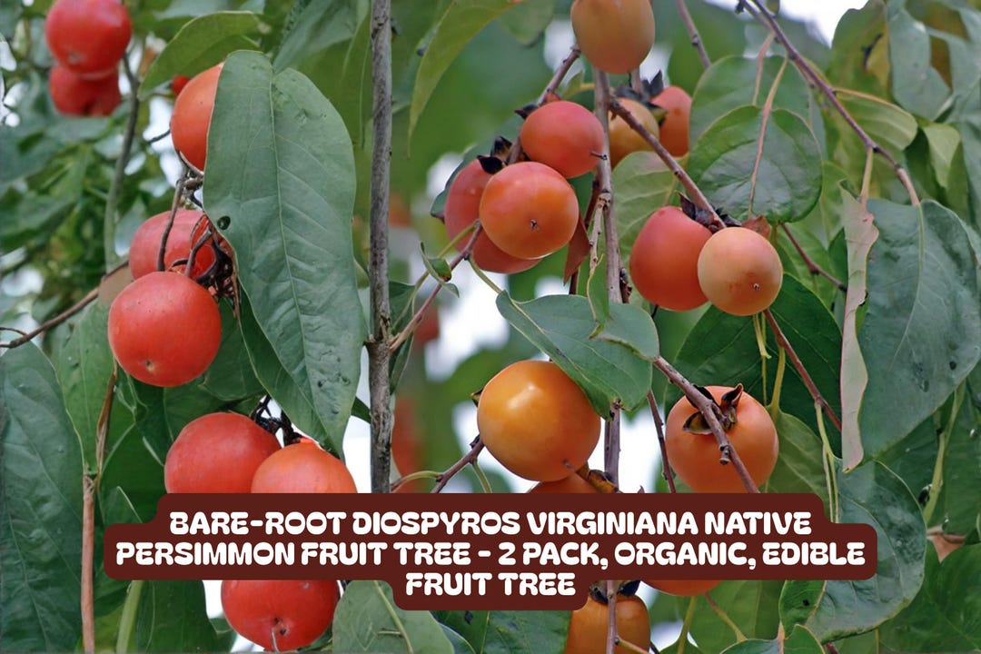 Native Persimmon Fruit Tree - Bare-root Diospyros Virginiana, Edible ...