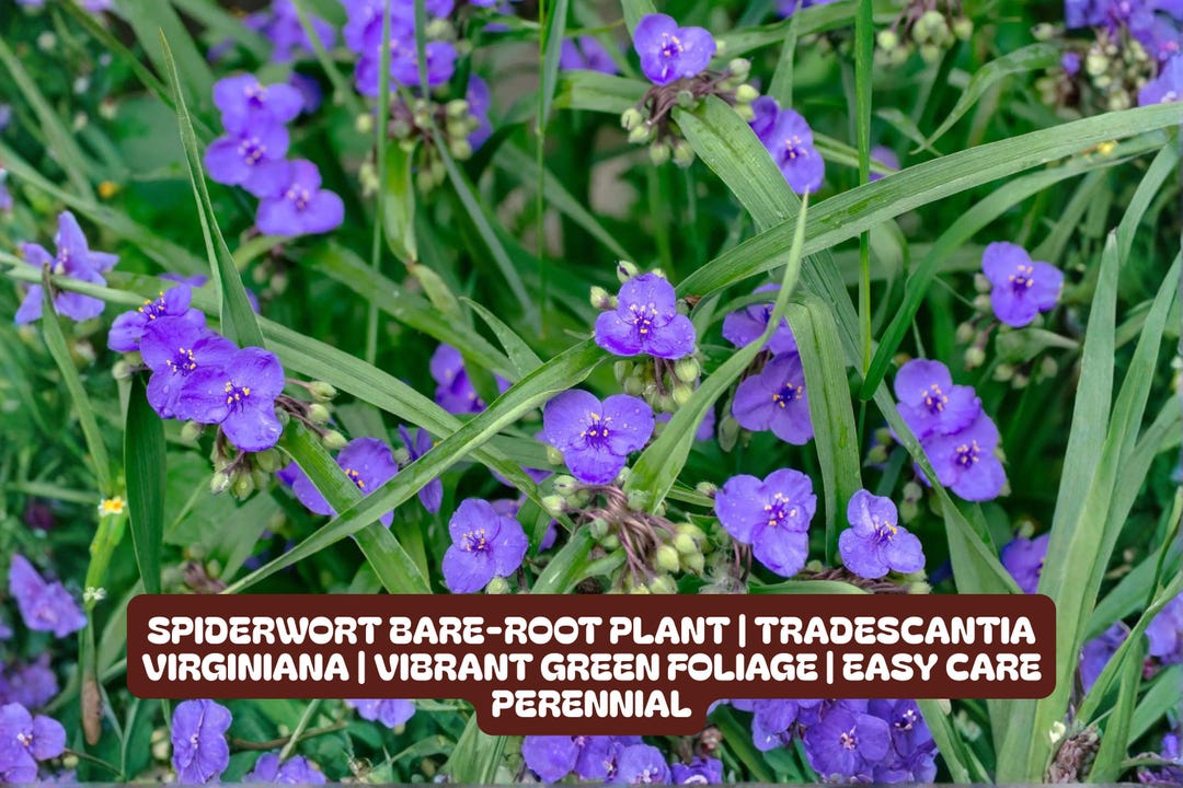 Spiderwort Bare-root Plant | Tradescantia Virginiana | Vibrant Green ...