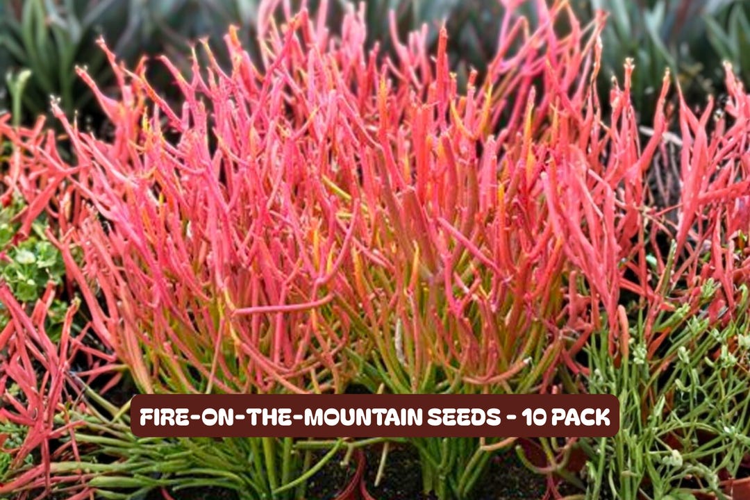 Heath Aster Seeds, Pollinator Wildflower (100 Pack) - Etsy