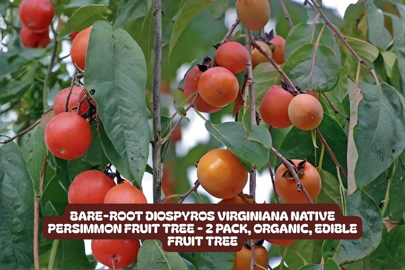 Native Persimmon Fruit Tree - Bare-root Diospyros Virginiana, Edible ...