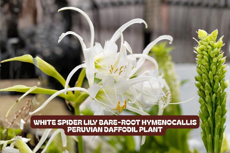 White Spider Lily Bare-root Hymenocallis Peruvian Daffodil Plant - Etsy