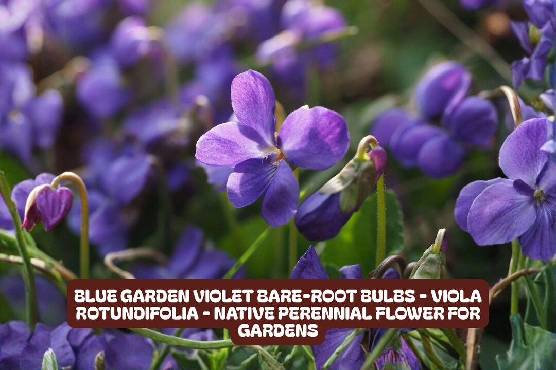 Blue Garden Violet Bare-root Bulbs - Viola Rotundifolia - Native ...