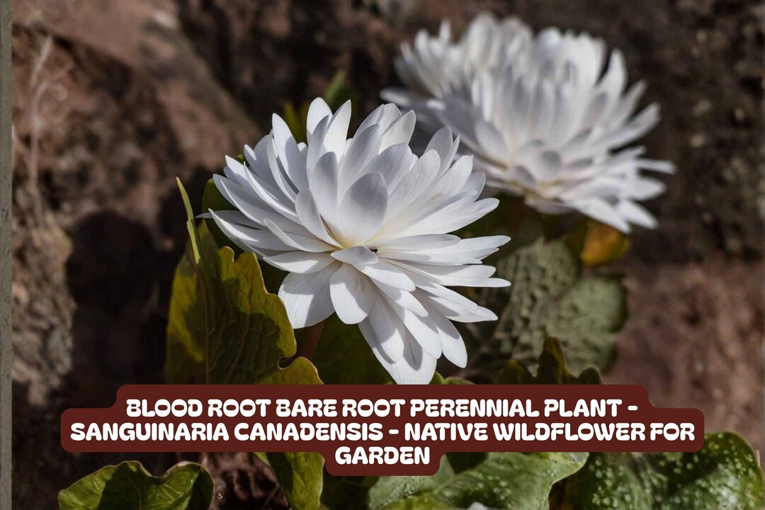 Blood Root Bare Root Perennial Plant - Sanguinaria Canadensis - Native ...