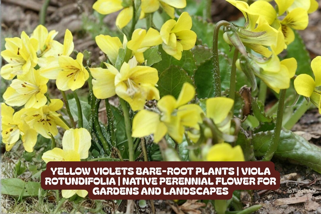 Yellow Violets Bare-root Plants | Viola Rotundifolia | Native Perennial ...