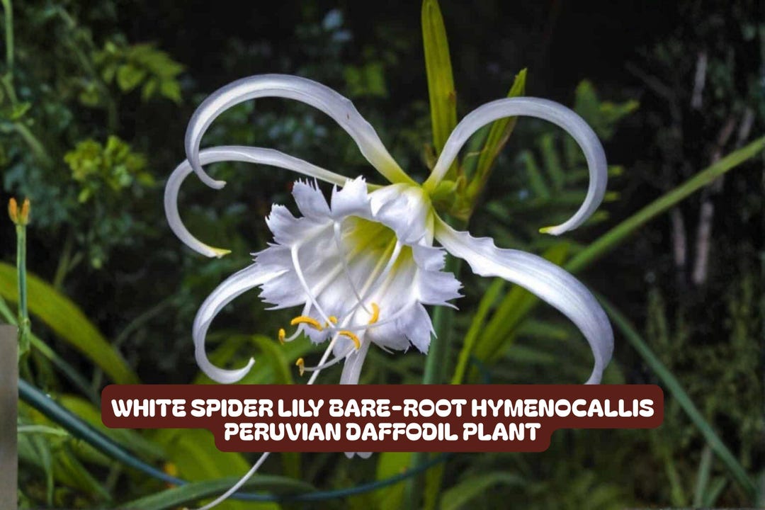 White Spider Lily Bare-root Hymenocallis Peruvian Daffodil Plant - Etsy
