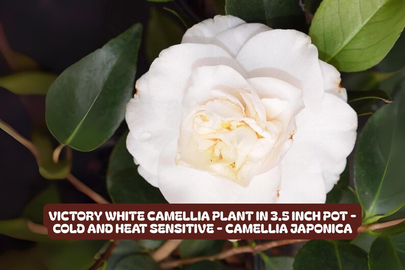 Victory White Camellia Plant in 3.5 Inch Pot - Cold and Heat Sensitive ...