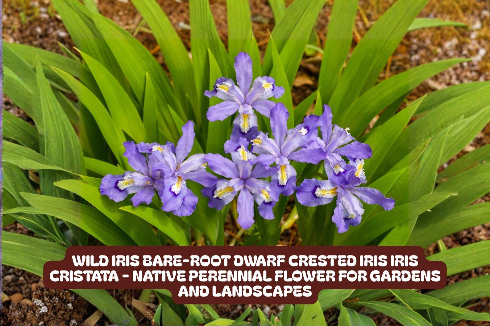 Dwarf Crested Iris Bare Root Wild Iris Cristata Native Perennial Etsy 9310