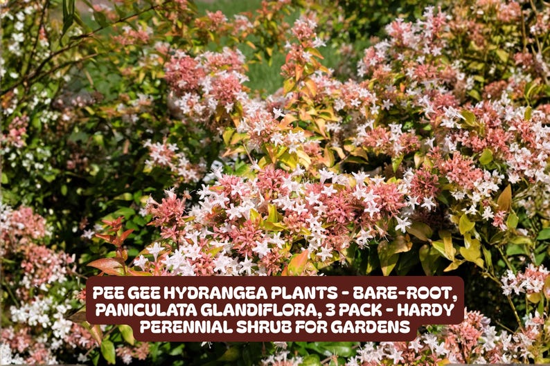 Pee Gee Hydrangea Plants - Bare-root, Paniculata Glandiflora, 3 Pack ...
