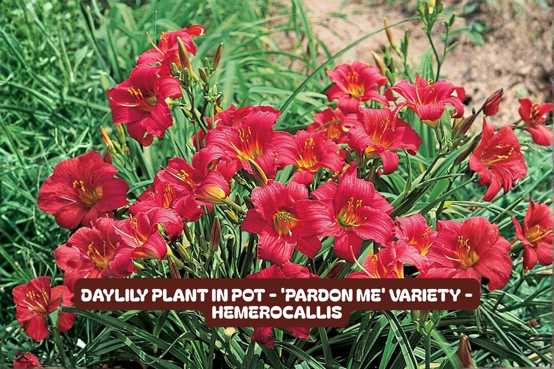 Daylily Plant in Pot - 'pardon Me' Variety - Hemerocallis - Etsy