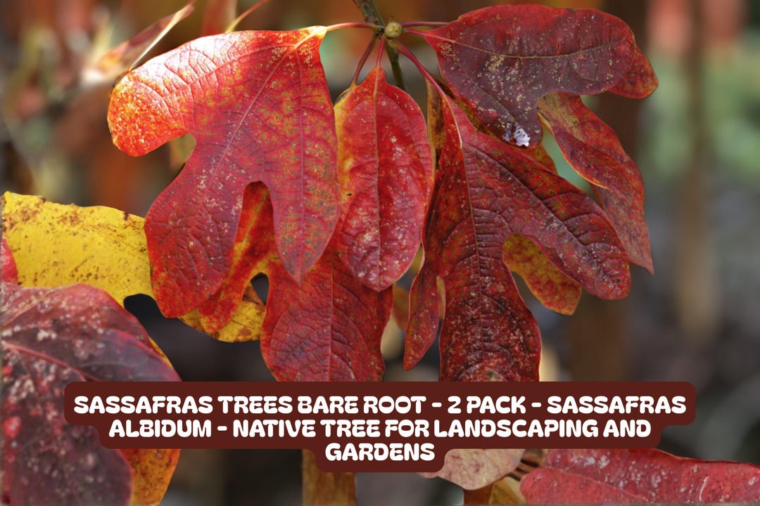 Sassafras Trees Bare Root - 2 Pack - Sassafras Albidum - Native Tree ...