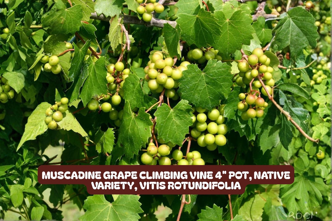 Muscadine Grape Climbing Vine 4" Pot, Native Variety, Vitis ...