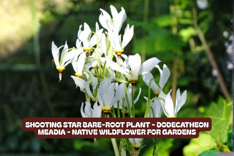Shooting Star Bare-root Plant - Dodecatheon Meadia - Native Wildflower ...