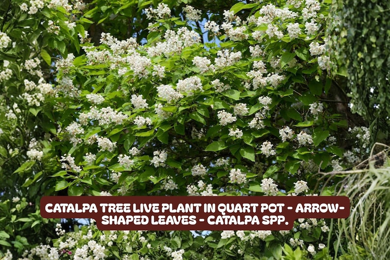 Catalpa Tree Live Plant in Quart Pot - Arrow-shaped Leaves - Catalpa ...