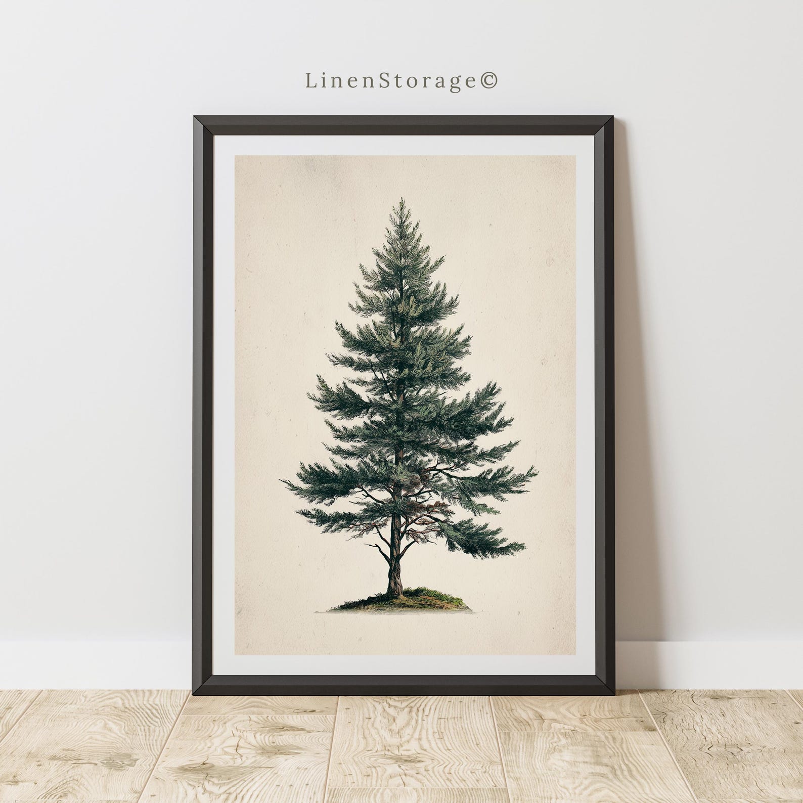 Vintage Pine Tree Wall Art, Botanical Evergreen Illustration Print ...