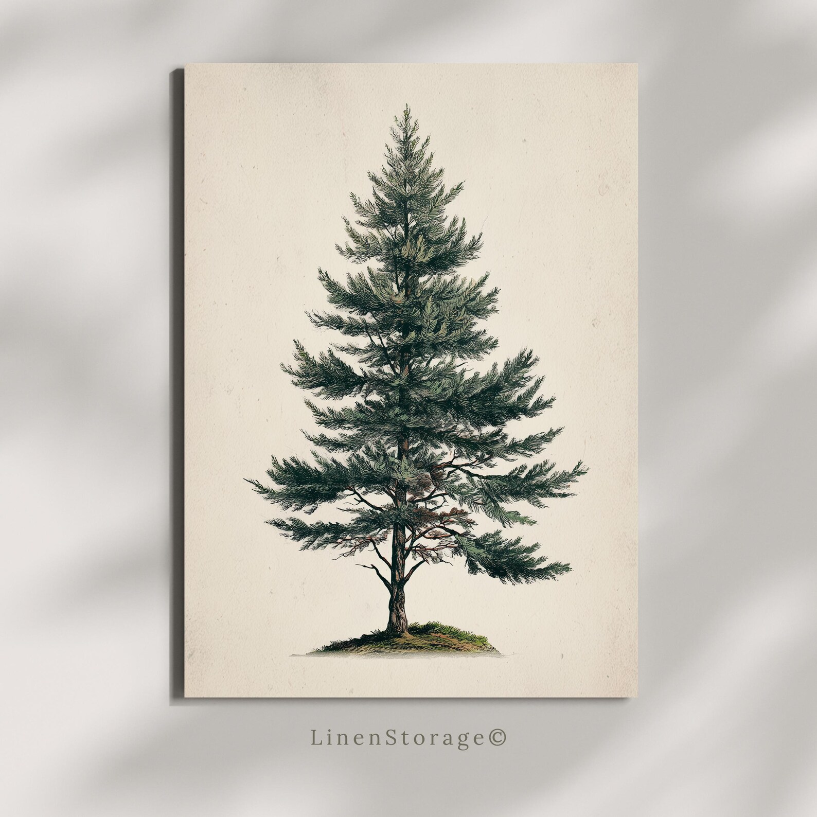 Vintage Pine Tree Wall Art, Botanical Evergreen Illustration Print ...