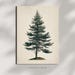 Vintage Pine Tree Wall Art, Botanical Evergreen Illustration Print ...