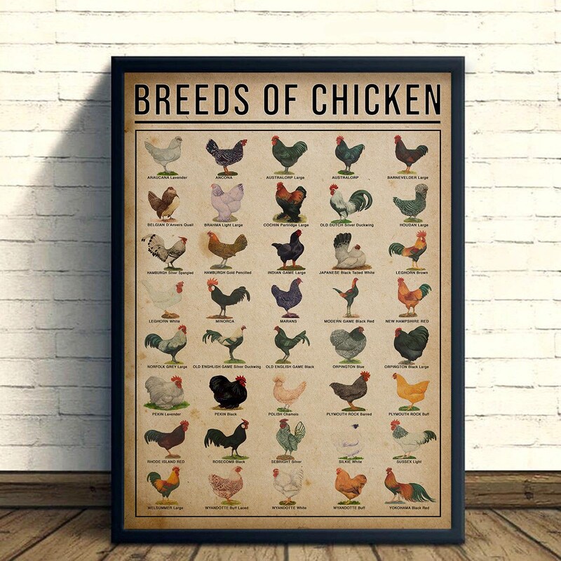 Chicken Poster - Etsy