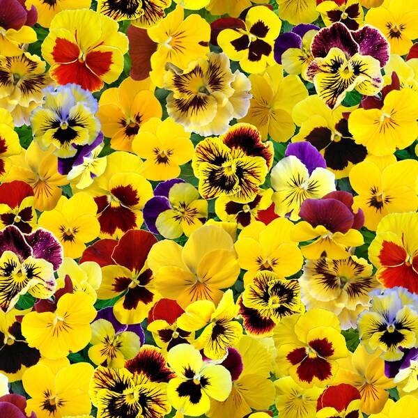 Pansies Fabric - Etsy