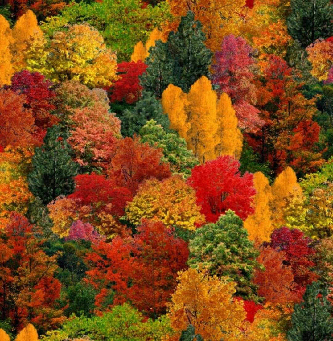Autumn Trees Landscape Medley From Elizabeth's Studio Cotton Quilt ...