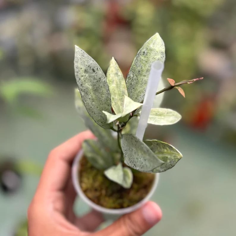 Hoya Lacunosa Winter Pandora Rooted Cutting - Rare High Silver Splash ...