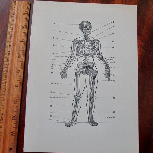 Skeleton Chart - Etsy