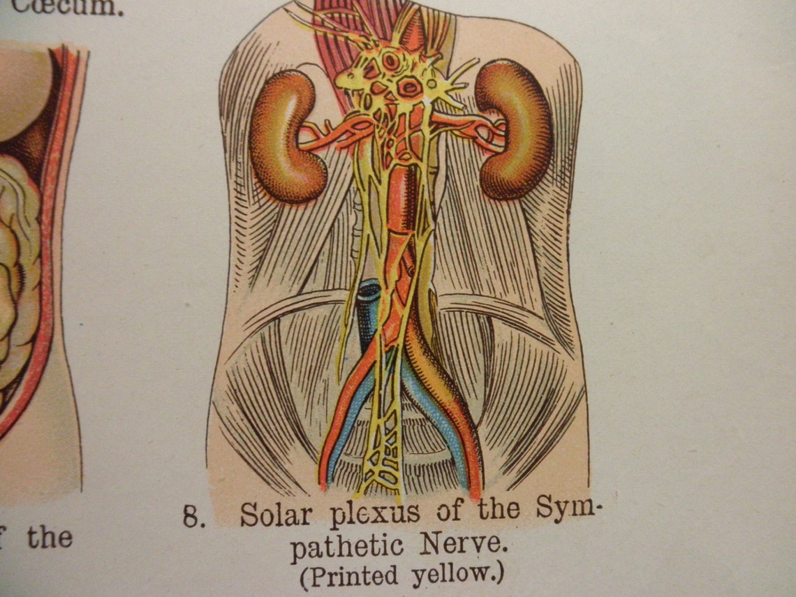 Original 1898 Color Litho MEDICAL Page From Antique Medical Book ...