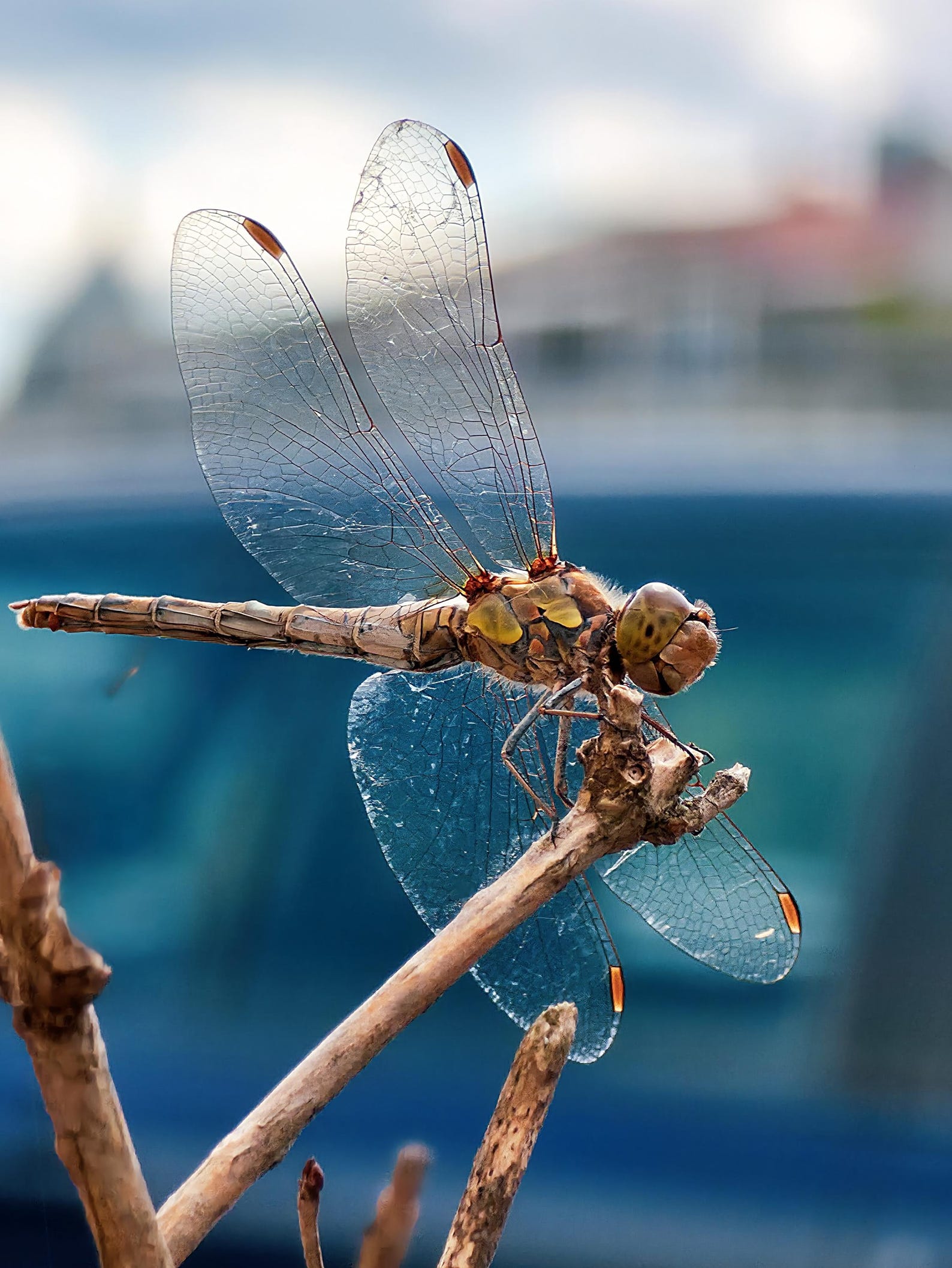 Dragonfly Macro Photography Print | Nature Wall Art | Insect Close-up ...
