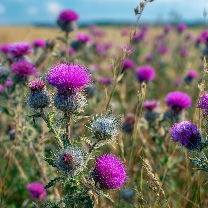 Milk Thistle 30 Seeds, Blessed Thistle | Heirloom Medicinal & Culinary ...