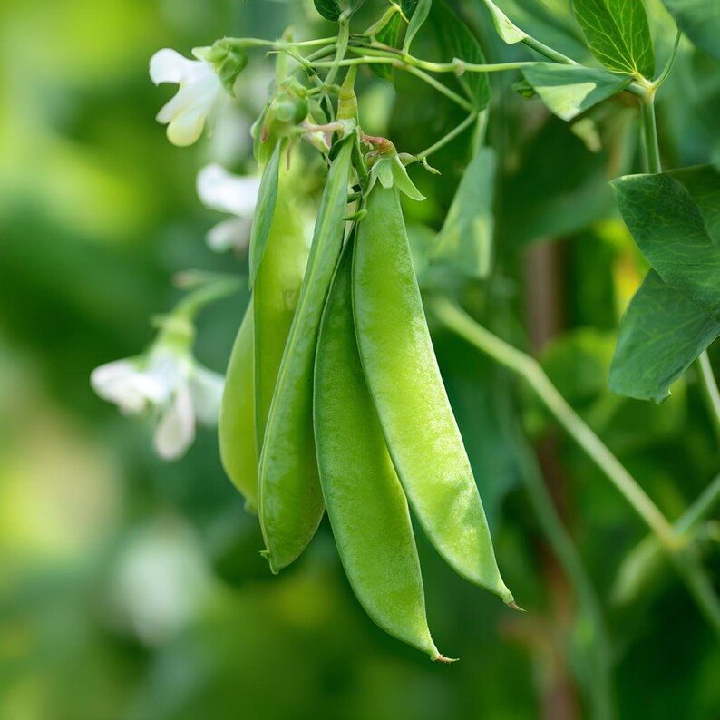 Oregon Sugar Pod Snow Pea 30 Seeds | Sweet, Crisp Peas for Gardens ...