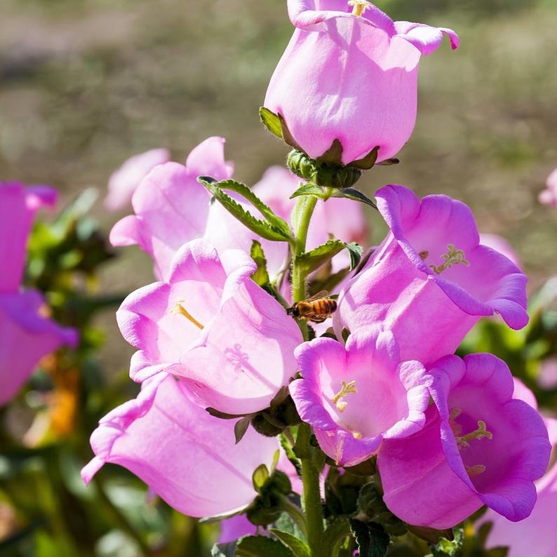 Champion Rose F1 Bellflower 25 Seeds | Canterbury Bells, Campanula ...