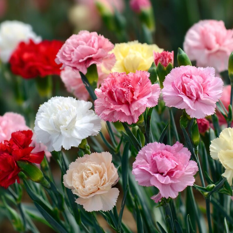 Chabaud Clove Carnation Seeds – Dianthus Caryophyllus 100 Seeds ...
