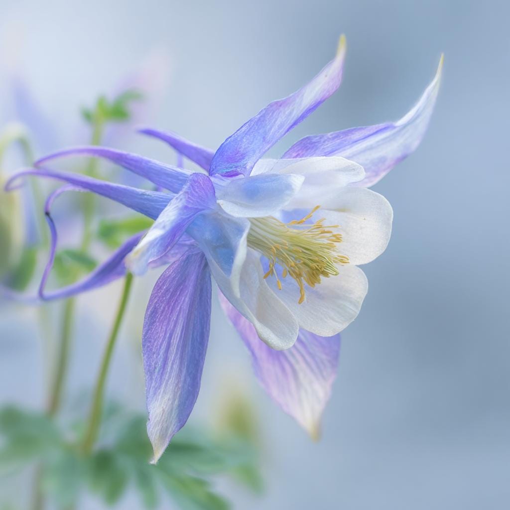 Colorado Blue Columbine 100 Seeds – Pollinator-friendly Garden Flowers ...