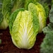 Mini Kisaku Napa Cabbage 50 Seeds – Compact Chinese Cabbage for ...