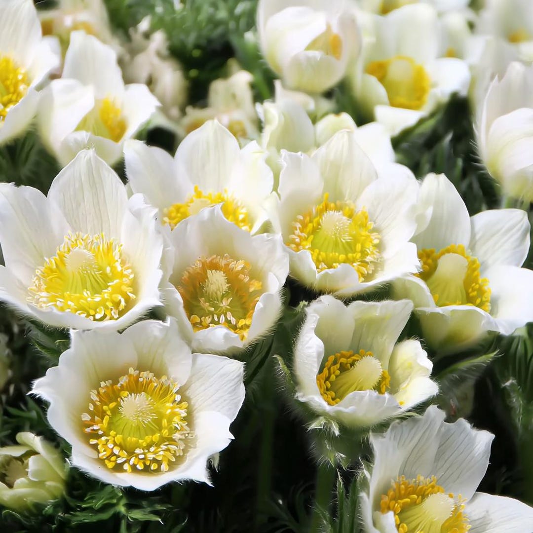 Pasque Flower 20 Seeds | Heirloom Anemone Patens Wolfgangiana for ...
