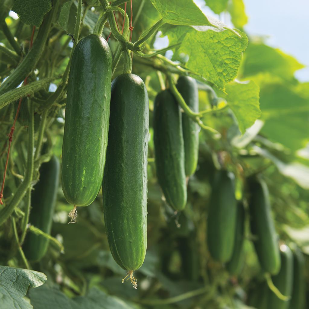 Straight Eight Cucumber 50 Seeds | Classic Long, Crisp Cucumbers for ...