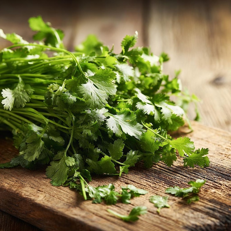 Leisure Coriander Cilantro 70 Seeds | Bolt-resistant Herb for Leaves ...